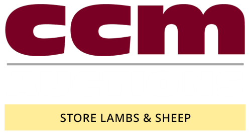 CCM Auctions > Store Sheep > Home